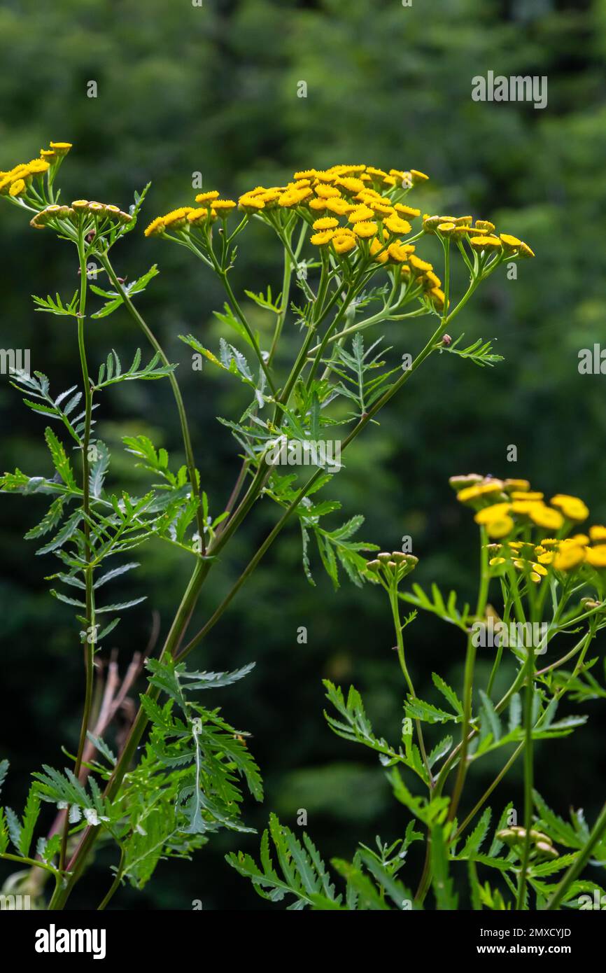 Yellow flowers of Tancy blooming in the summer. Tansy Tanacetum vulgare ...
