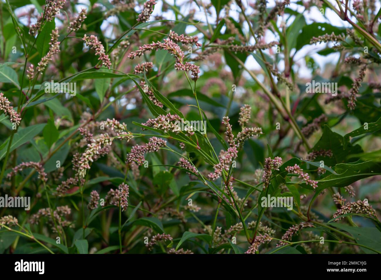 Colorful Persicaria longiseta, a species of flowering plant in the ...