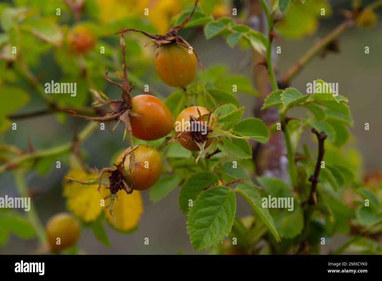 Rosa canina is a perennial plant of the rose family, a tall bush with ...