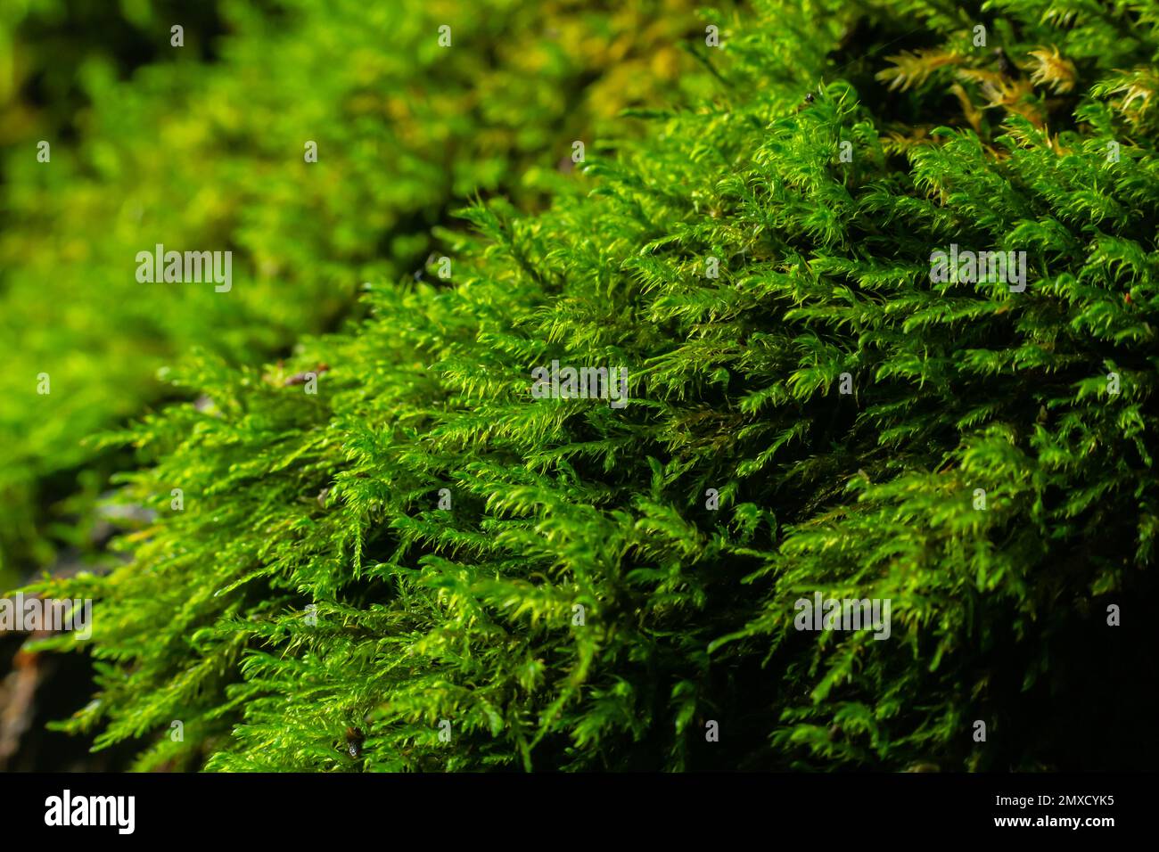 Natural moss in nature. Green moss background texture Stock Photo - Alamy
