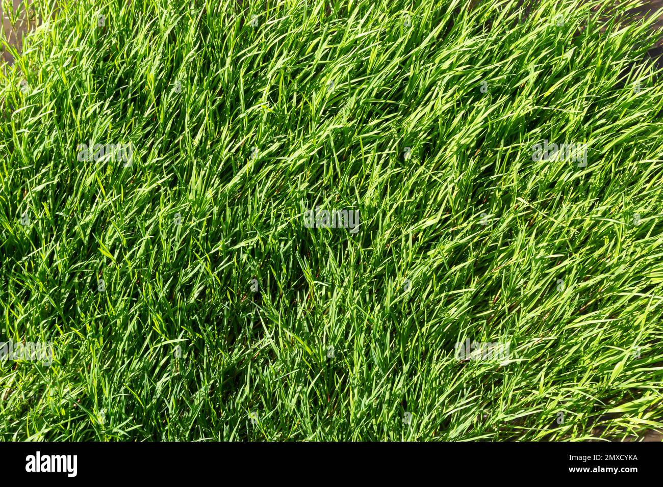 texture green grass on the lawn. Beautiful green background in high ...