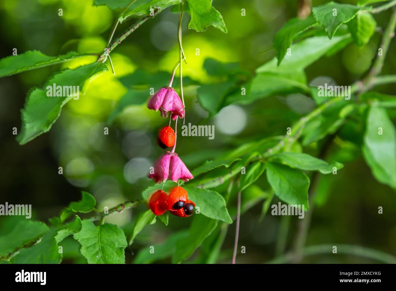 Euonymus europaeus, known as spindle, and also as European spindle and ...