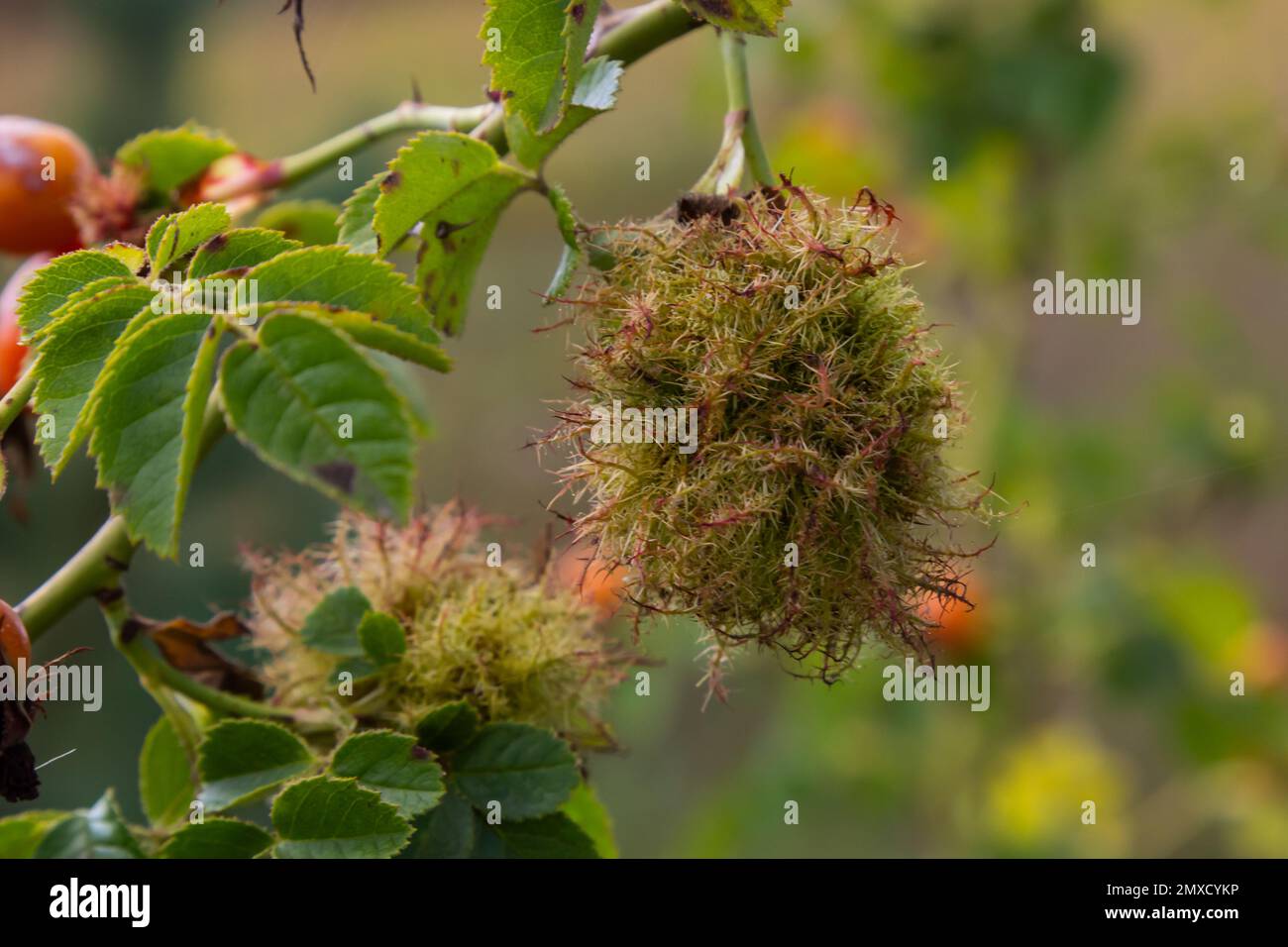 Rose bedeguar gall, caused by the gall wasp Diplolepis rosae, on a ...