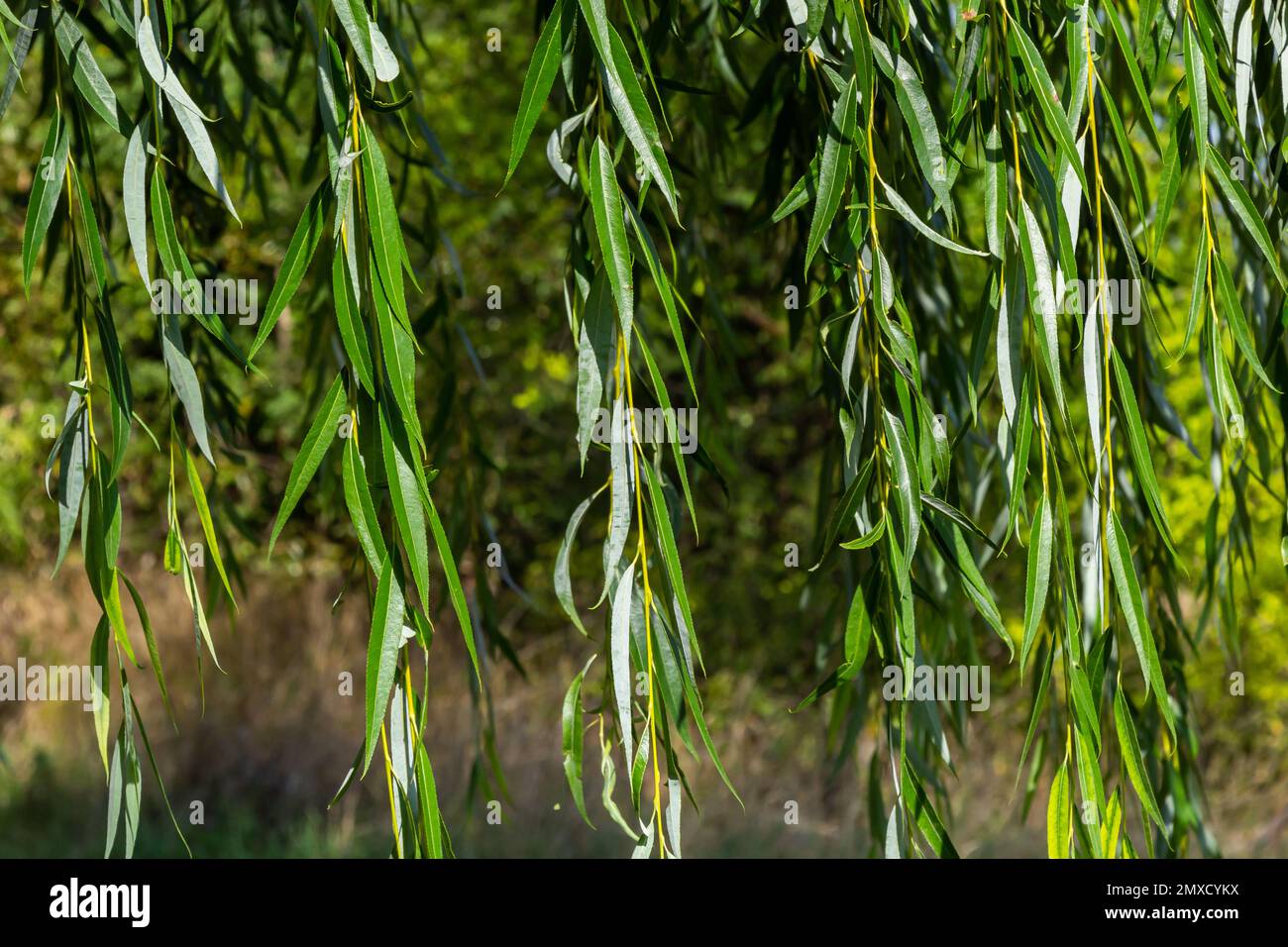 Weeping willow tree foliage background. Weeping willow branches with ...