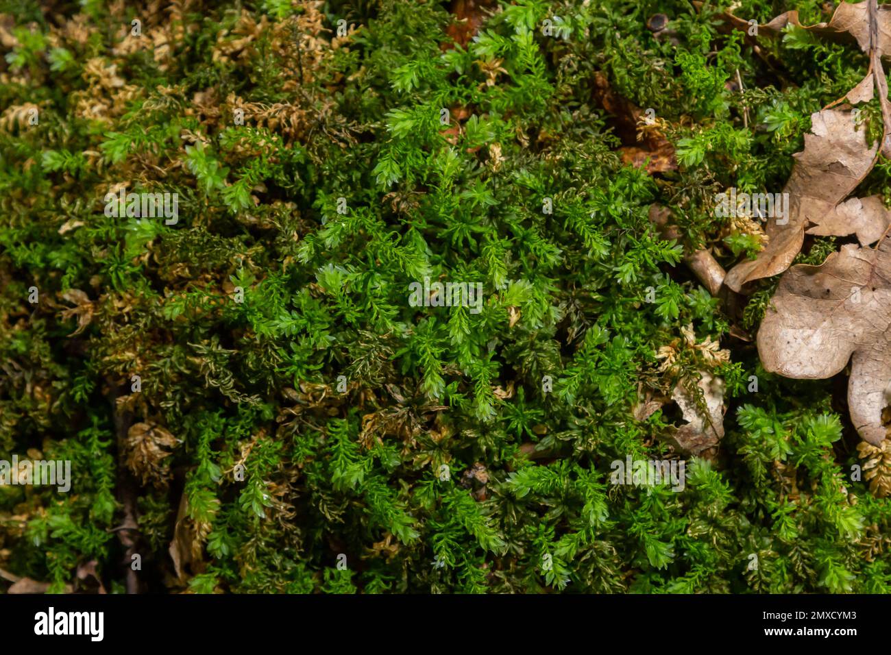 green moss background texture beautiful in nature Stock Photo - Alamy