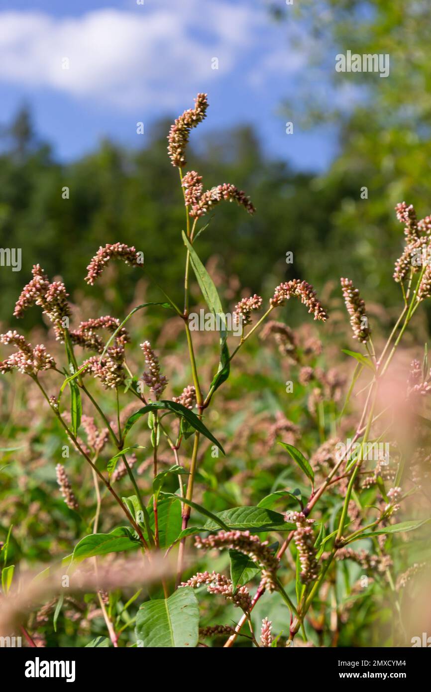 Persicaria longiseta is a species of flowering plant in the knotweed ...