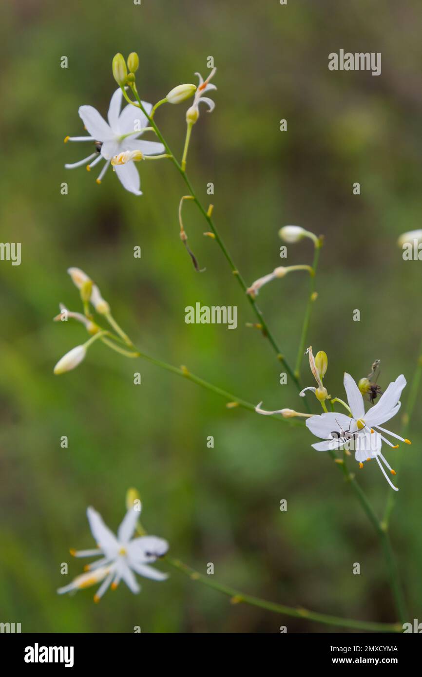 Fragile species hi-res stock photography and images - Alamy