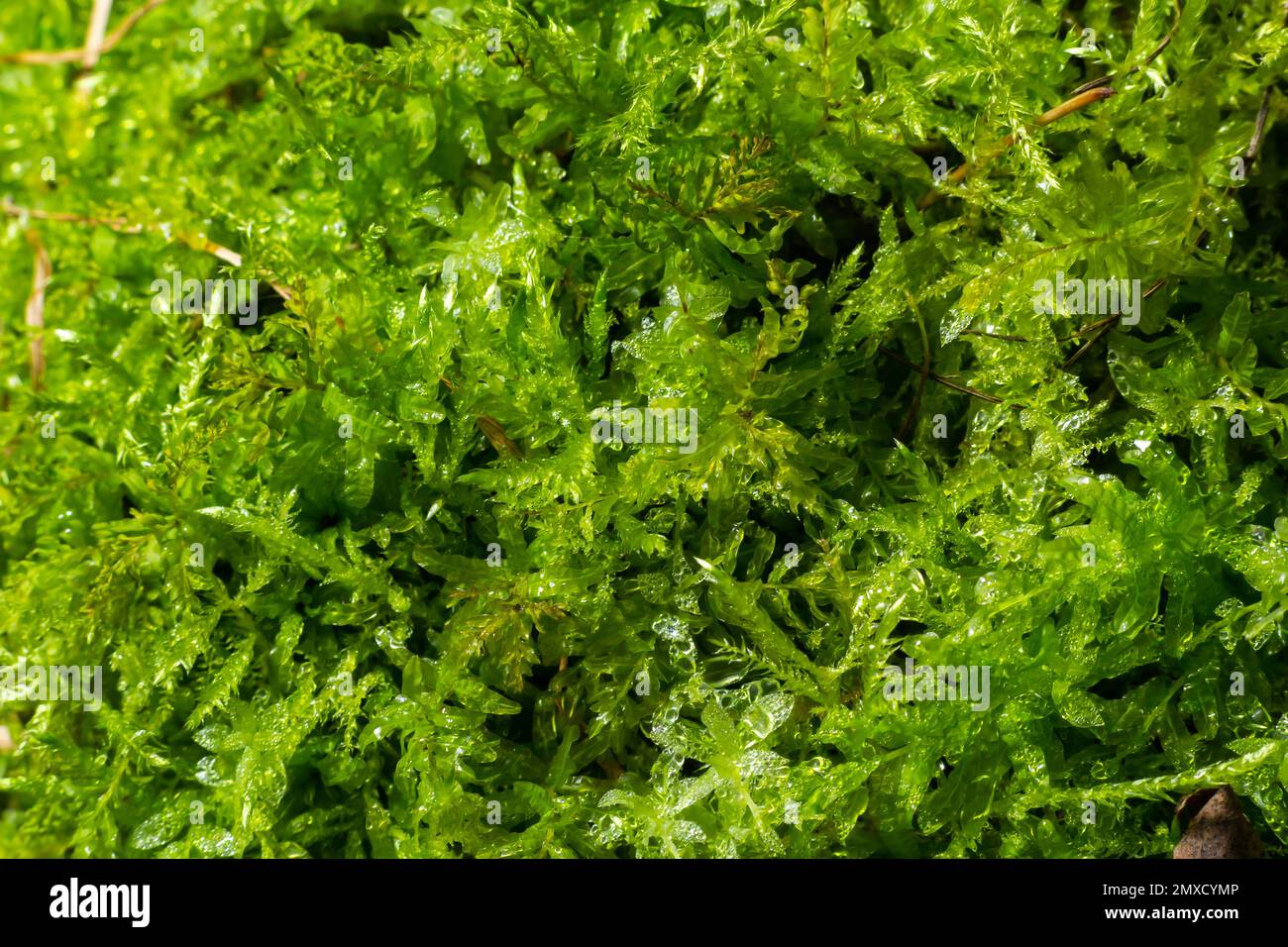 Natural moss in nature. Green moss background texture Stock Photo - Alamy