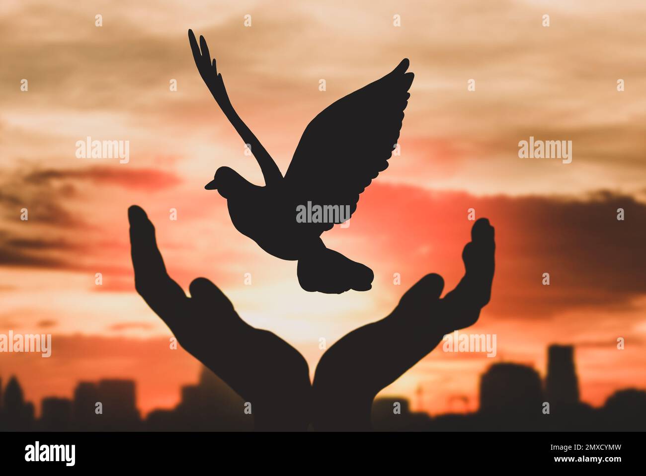 Woman releasing bird hi-res stock photography and images - Alamy
