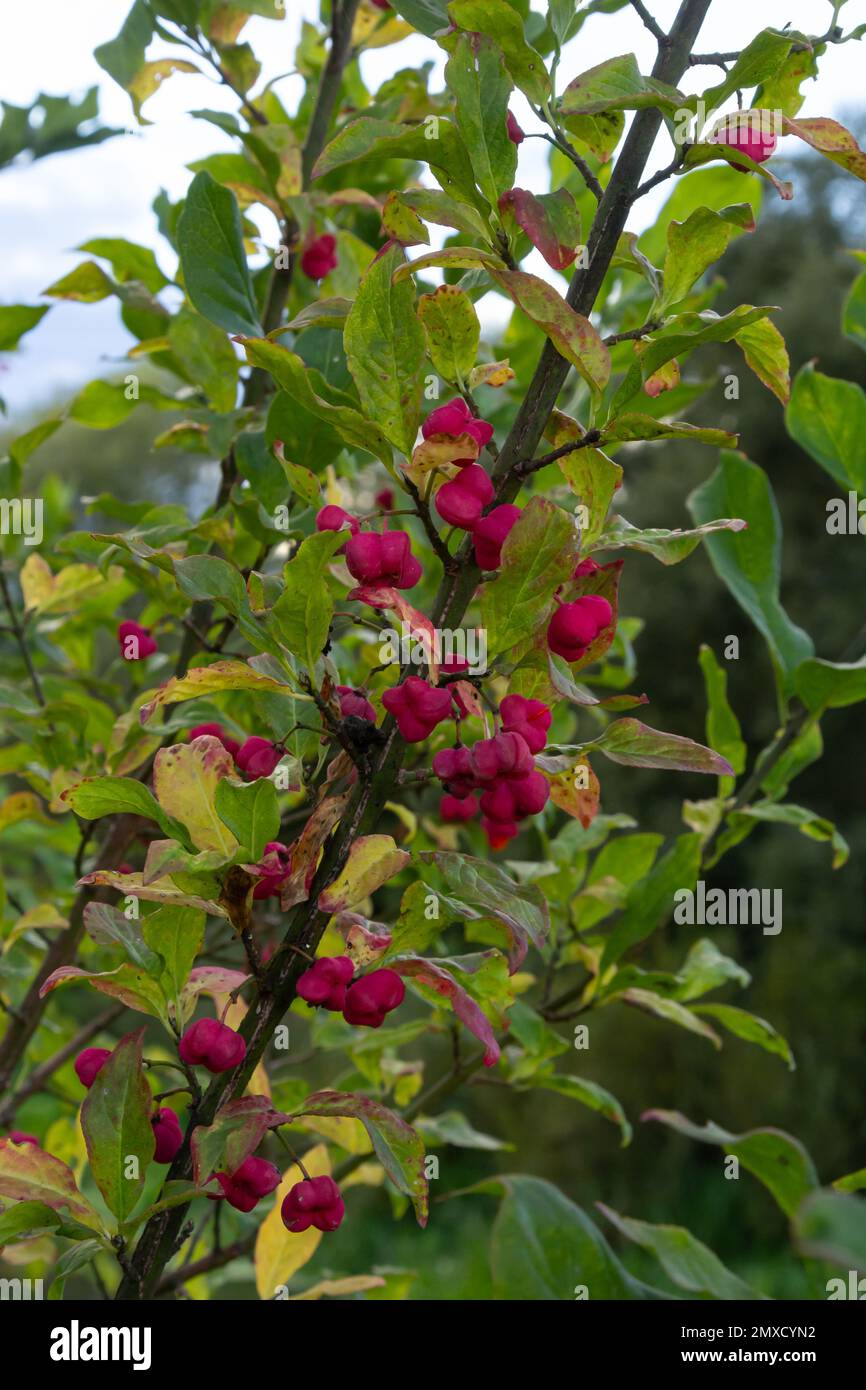 Euonymus europaeus, known as spindle, and also as European spindle and ...