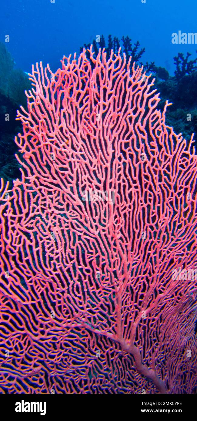 Gorgonian, Sea Fan, Sea Whips, Coral Reef, South Ari Atoll, Maldives ...