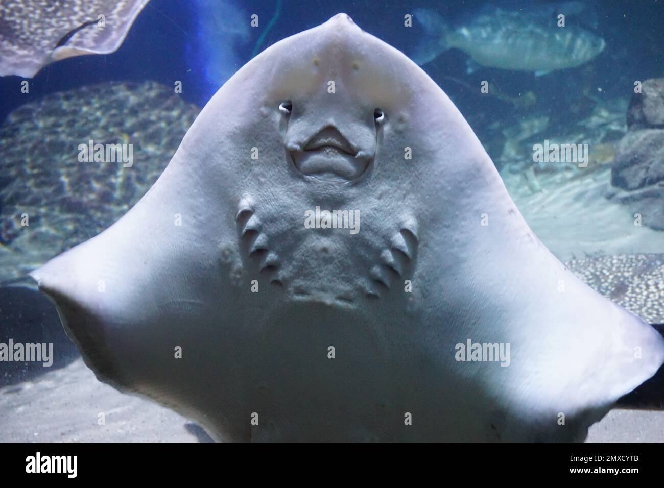 A closeup of cute funny stingray face in water Stock Photo - Alamy