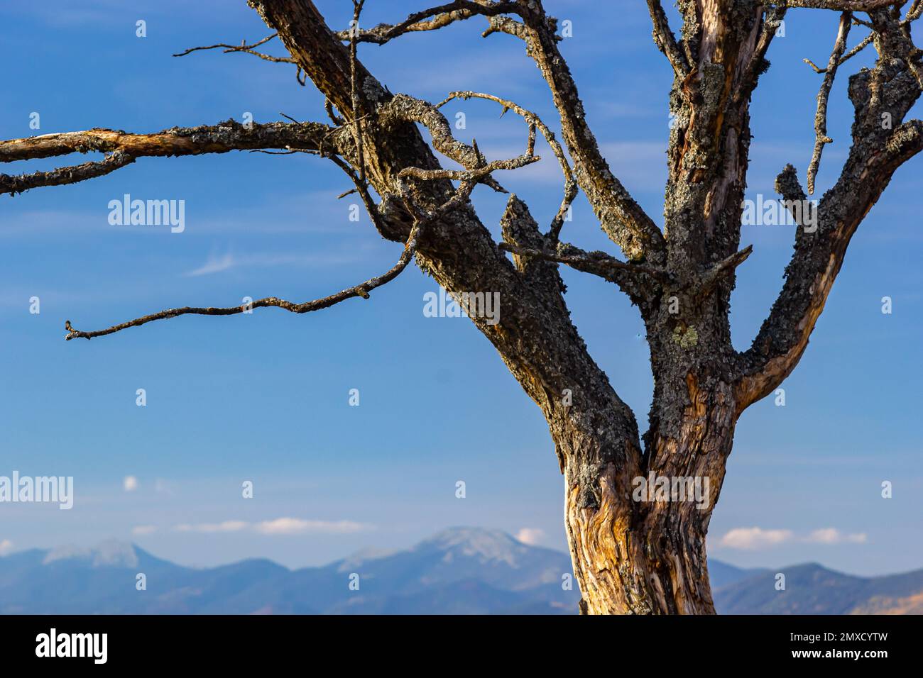 The old and completely dry tree growing against the blue sky Stock ...