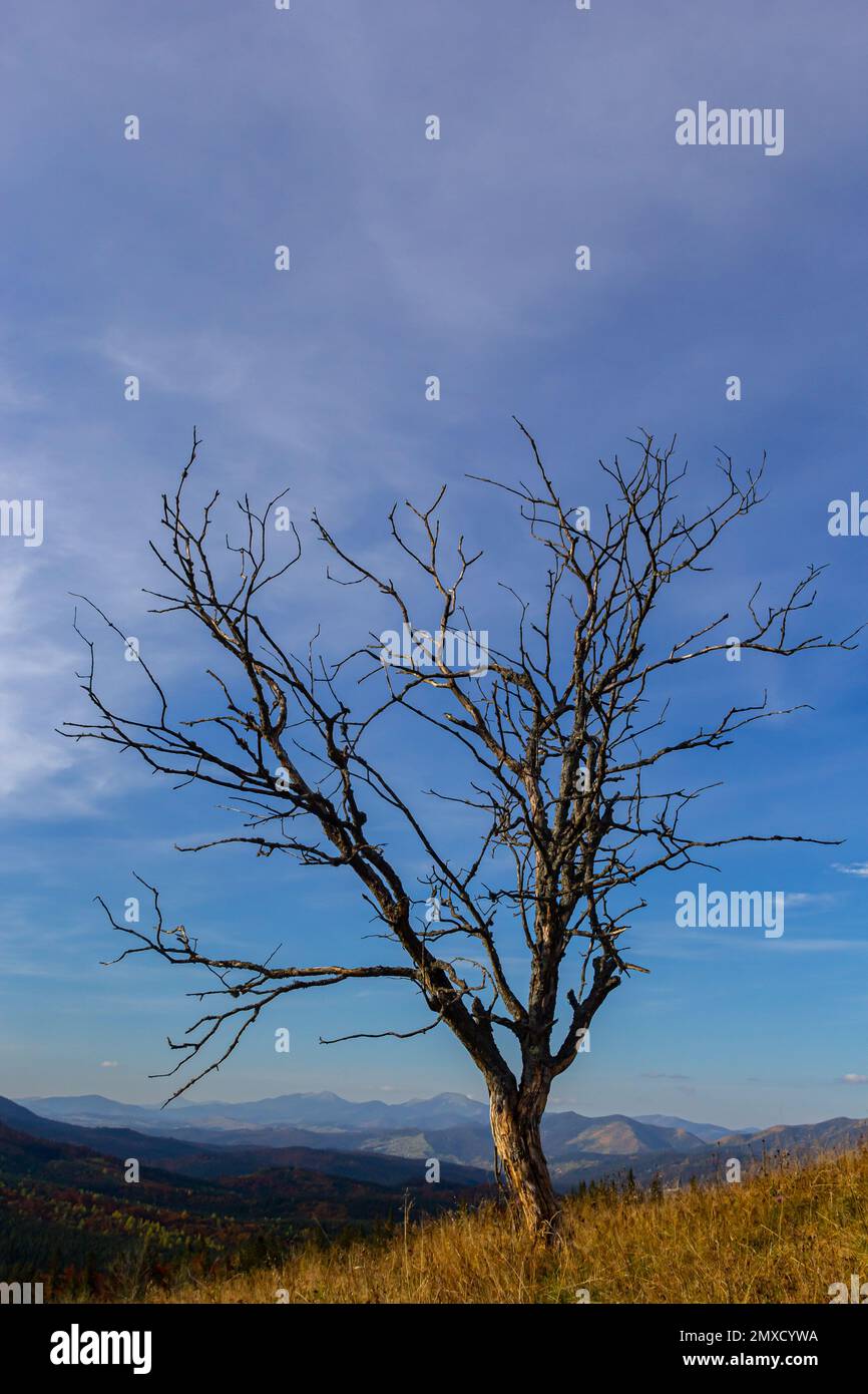 The old and completely dry tree growing against the blue sky Stock ...