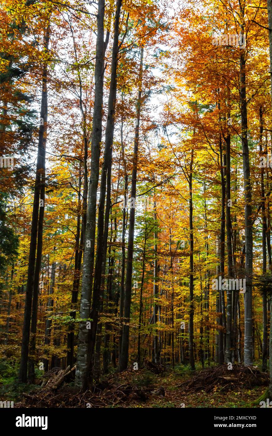 Tall trees of the Carpathian forests, nature reserve in the Carpathians ...