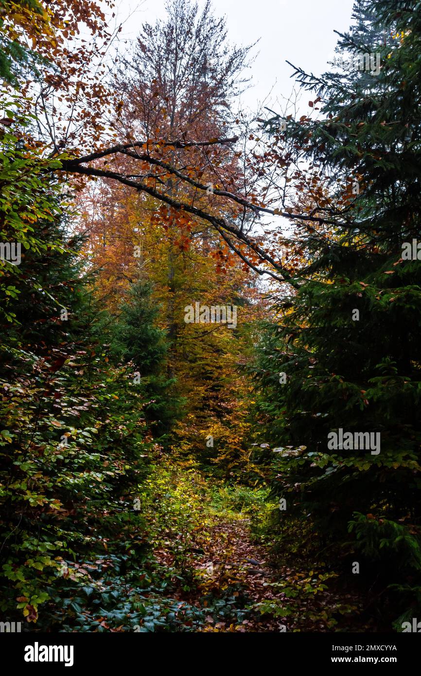 Tall trees of the Carpathian forests, nature reserve in the Carpathians ...