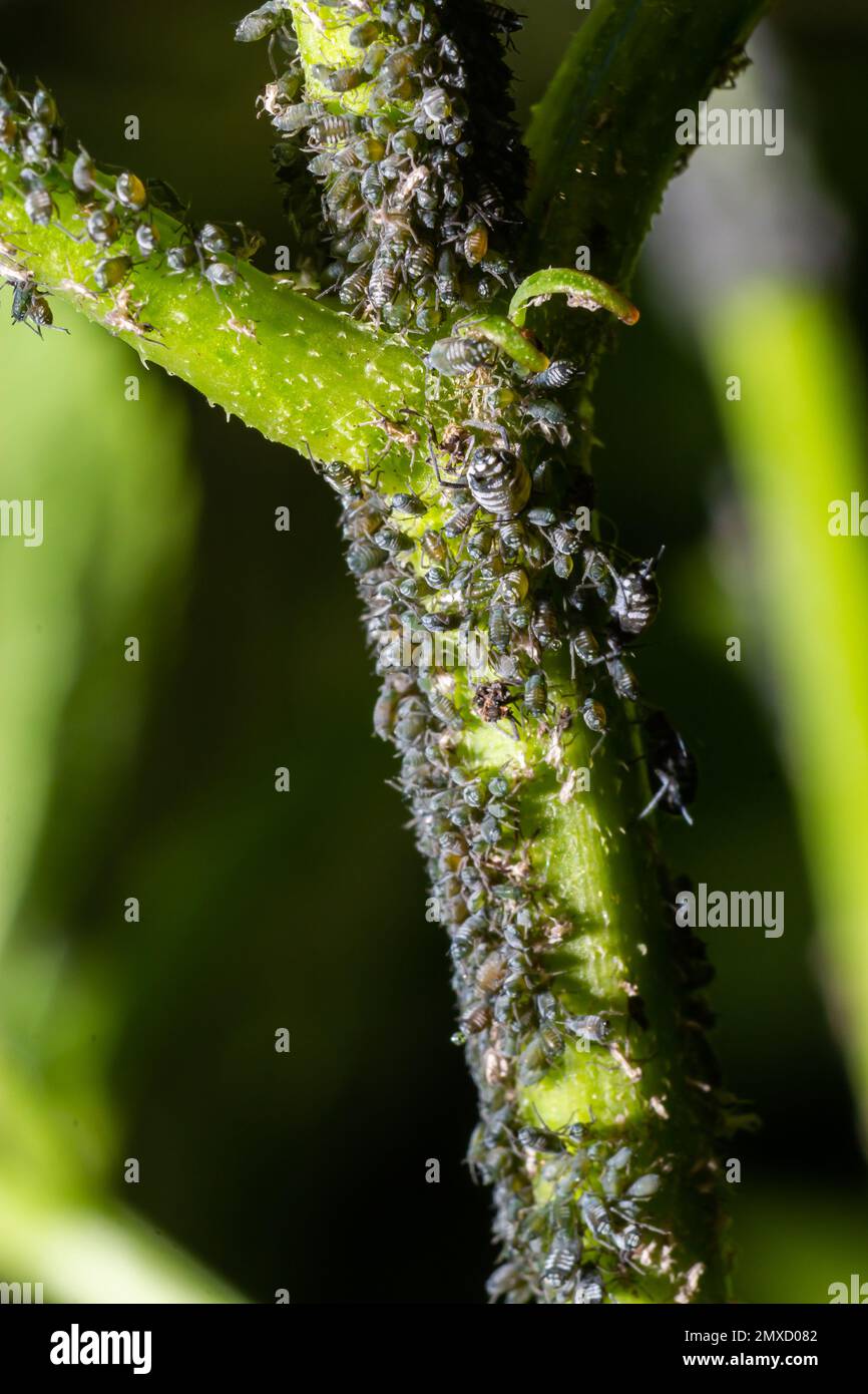 Aphids, plant lice, greenflies, blackflies or whiteflies, Cinara ...
