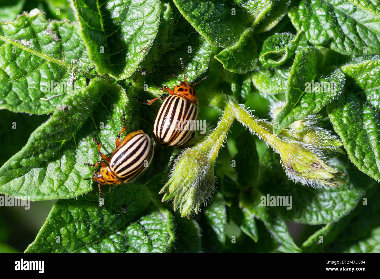 Colorado potato beetle eats green potato leaves closeup. Leptinotarsa ...