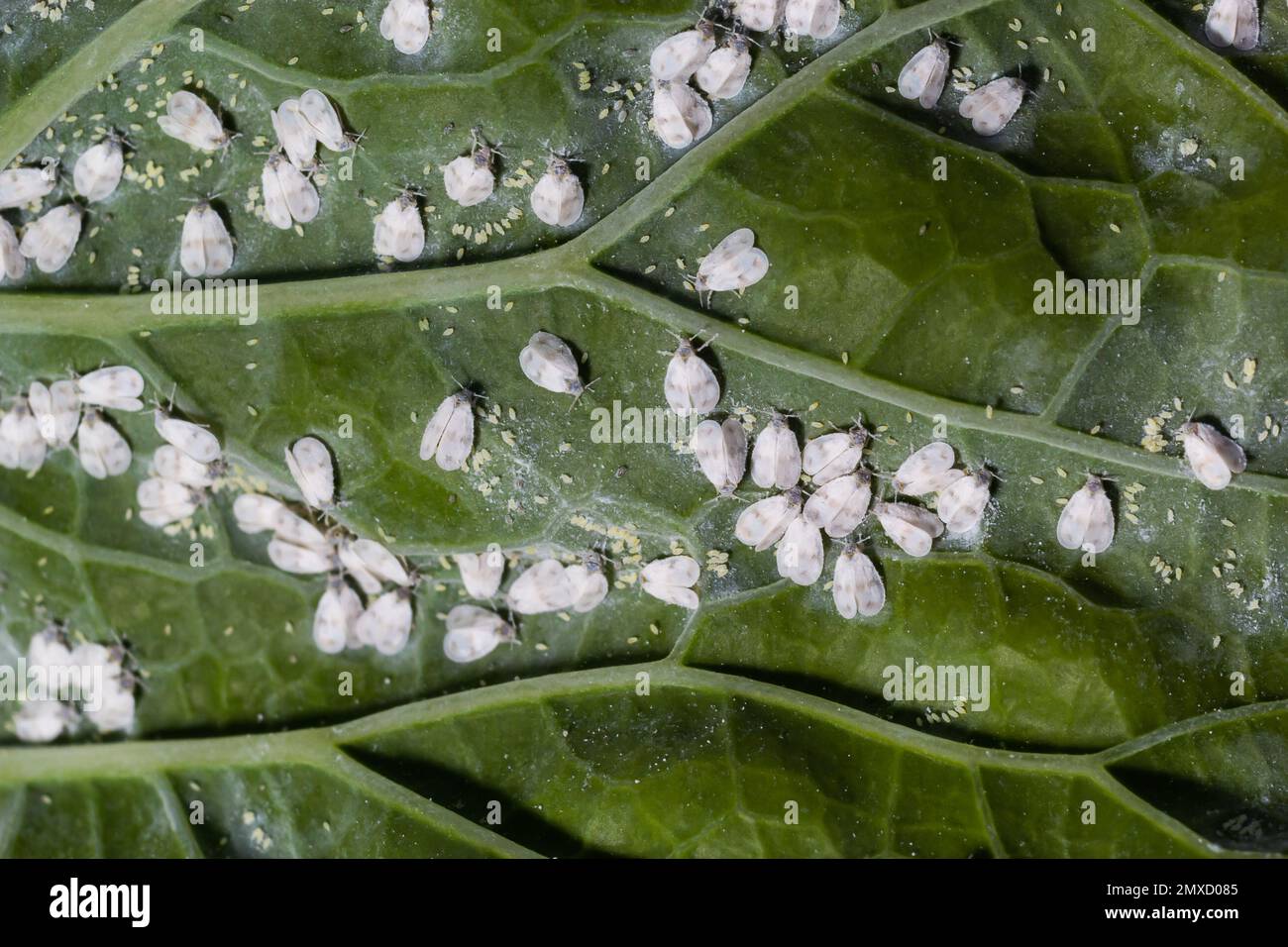 Whitefly Aleyrodes proletella agricultural pest on cabbage leaf Stock ...