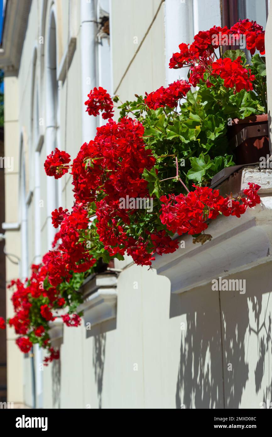 decorating window sills on the street side red geranium in flowerpots ...