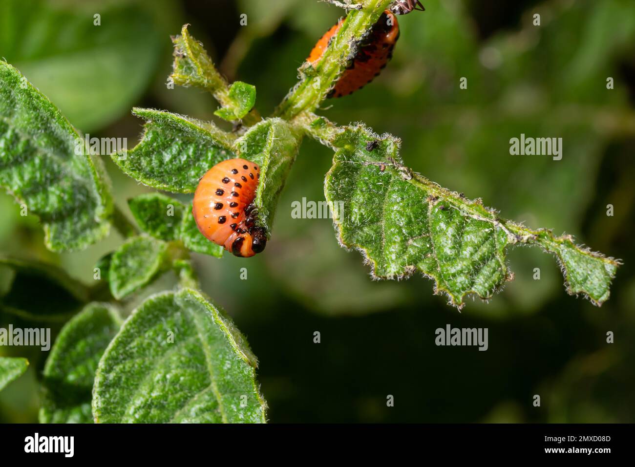Colorado potato beetle - Leptinotarsa decemlineata on potato bushes ...