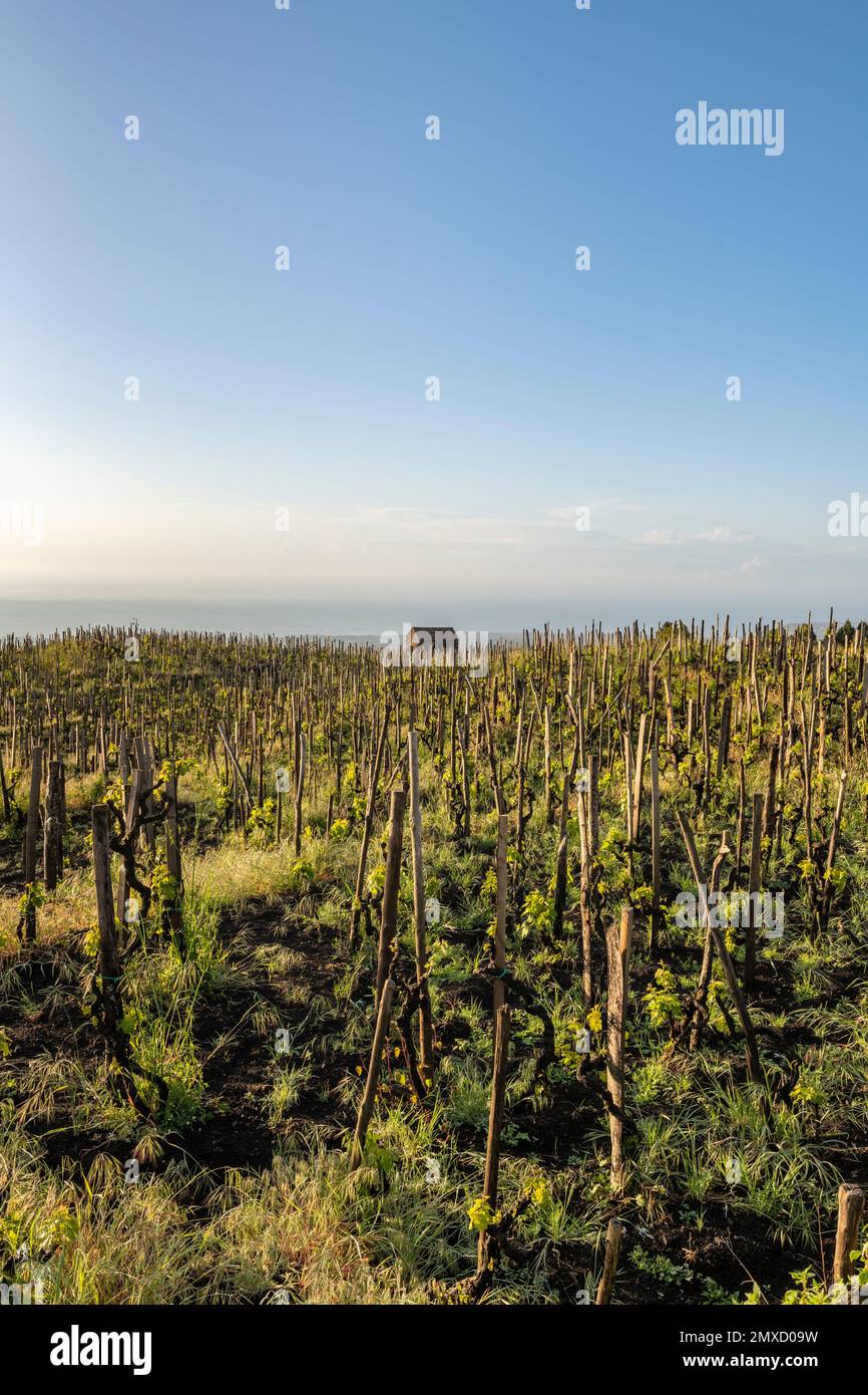 Old grapevines in a vineyard high on Mount Etna, Sicily, pruned ...