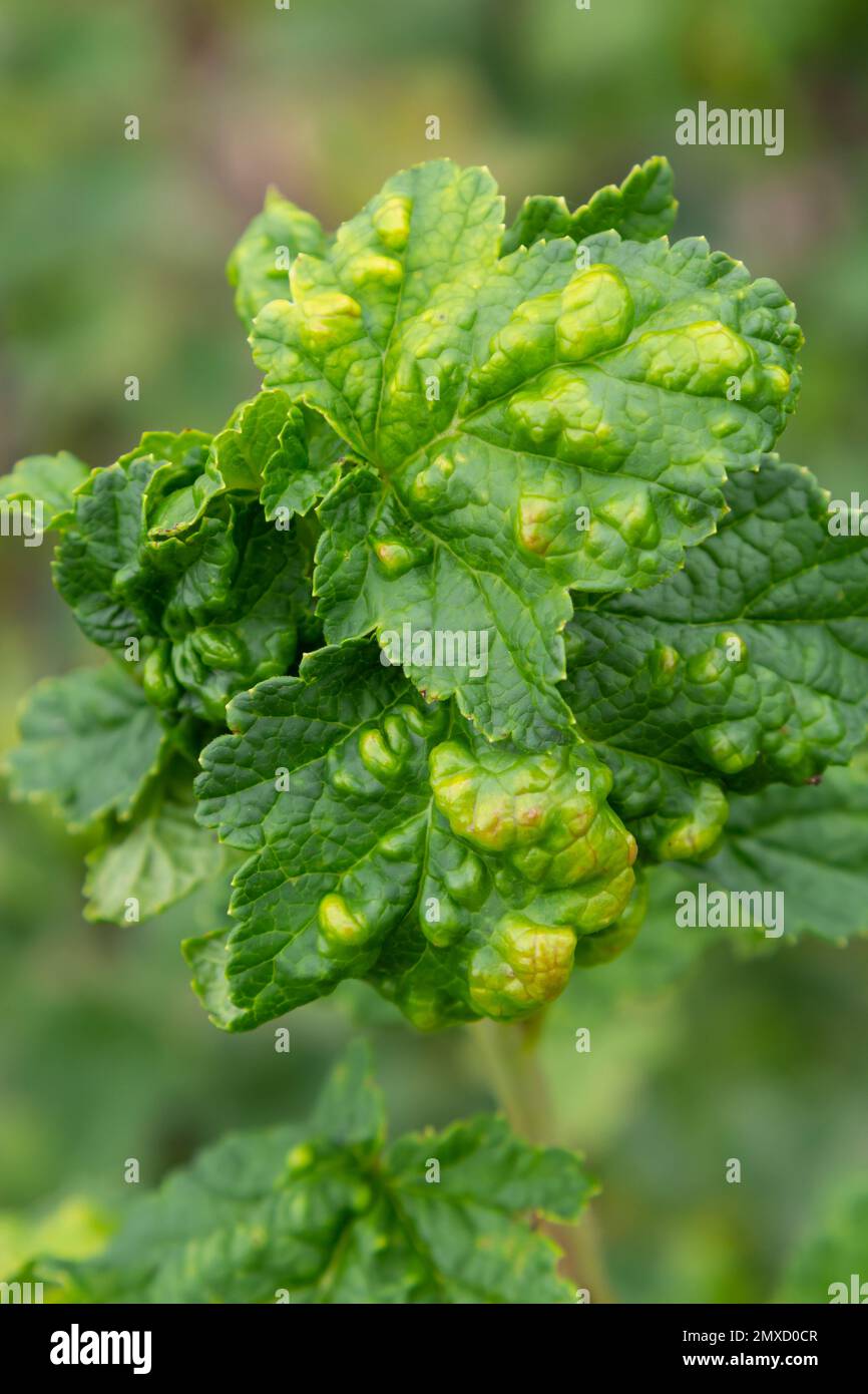 Gallic aphid on the leaves of red currant. The pest damages the currant ...