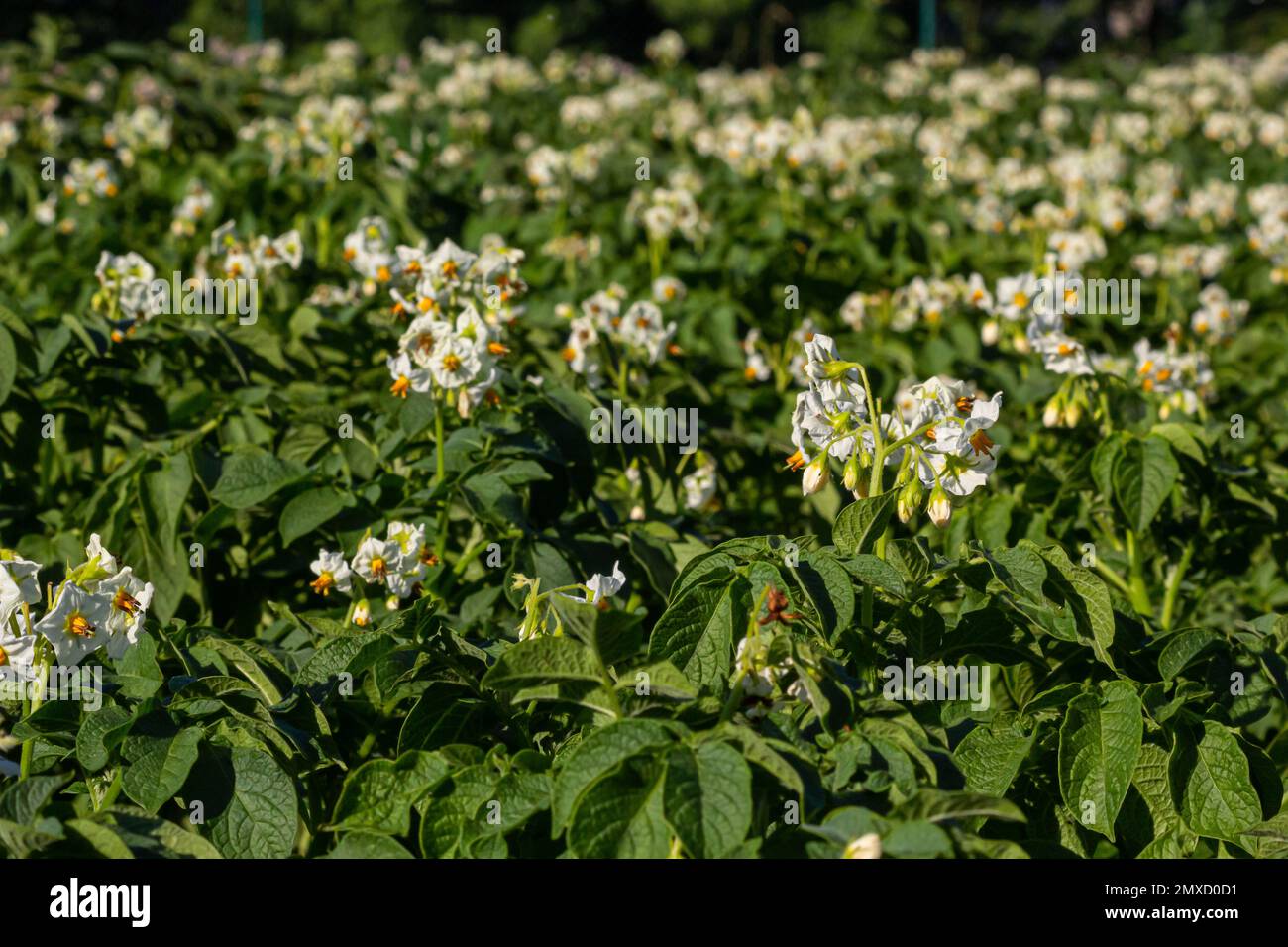 Closeup of a white and yellow blossoming potato plant in the foreground ...