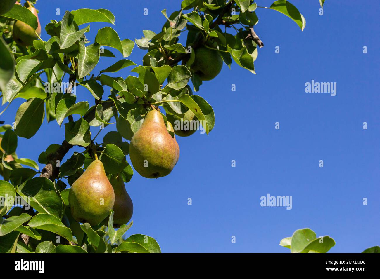 A bunch of pears in the tree. Benefits of pears. Blue sky Background ...