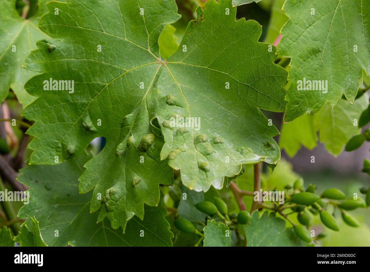 Grapevine leaves with Erinosis, a disease of the mite Colomerus vitis ...