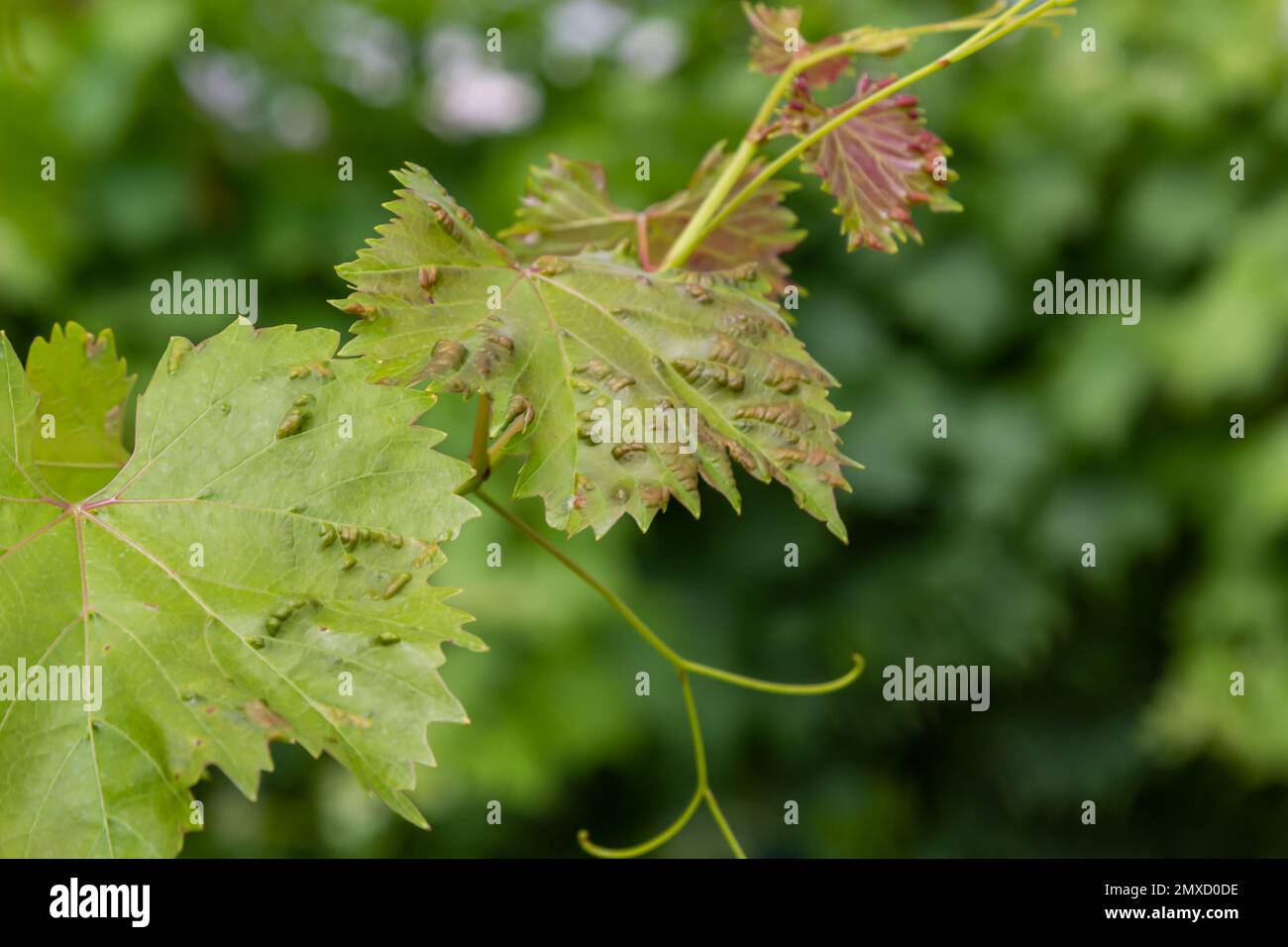 Grapevine leaves with Erinosis, a disease of the mite Colomerus vitis ...