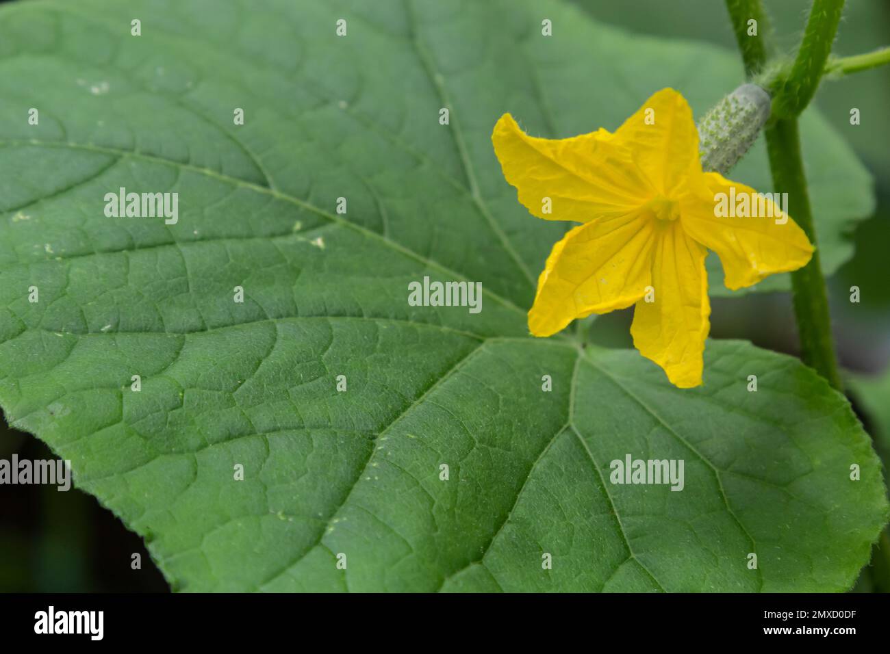 Cucumber Planting, Green Cucumber Growing Farm, Close up Stock Photo ...