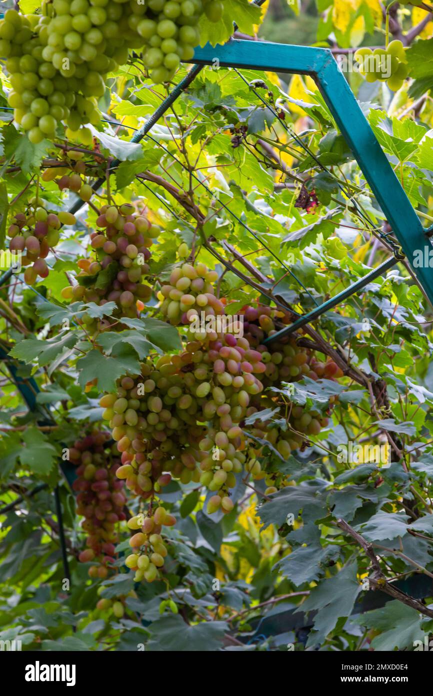 Juicy and tasty big bunches of ripe grapes on plantation bushes Stock ...