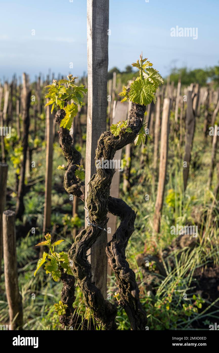 Old grapevines in a vineyard high on Mount Etna, Sicily, pruned ...