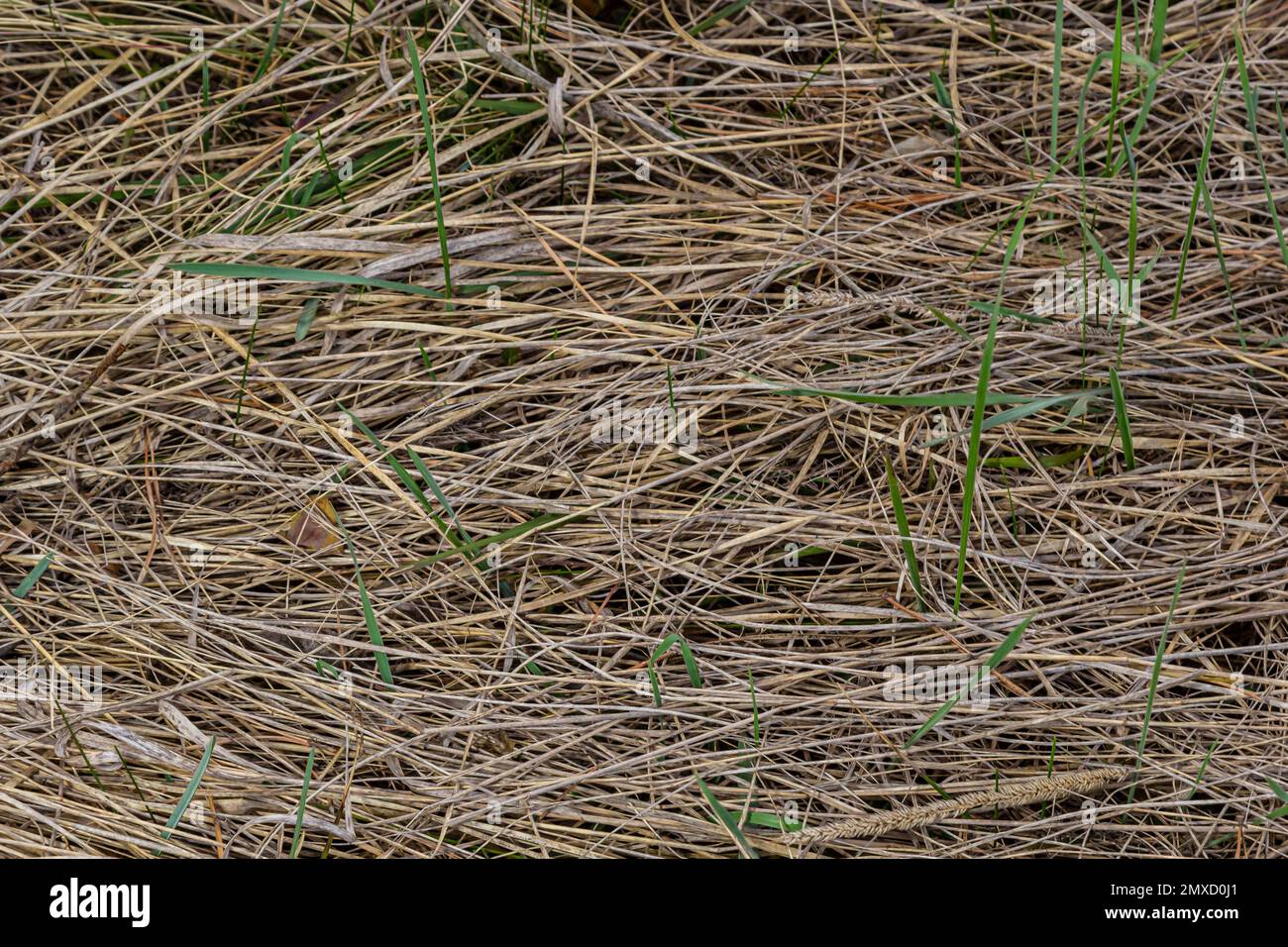 Closeup of old aged dry grass straw texture background. Macro of a ...