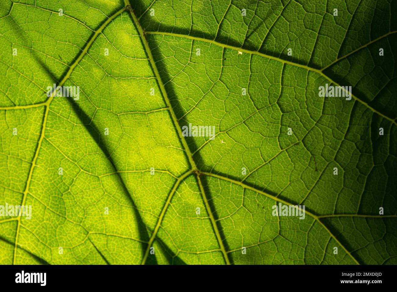 Abstract green leaves texture for background. Natural environment ...