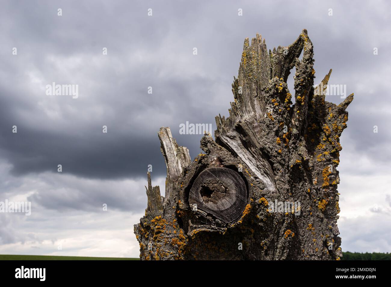 Close-up of a broken thick tree on the background of the sky with ...