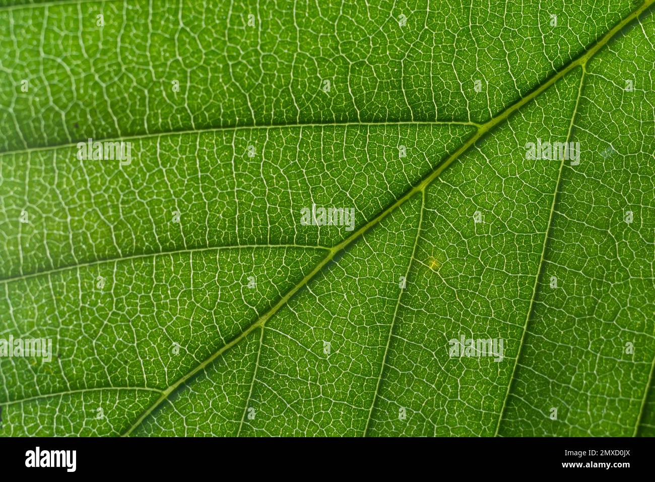 Abstract green leaves texture for background. Natural environment ...