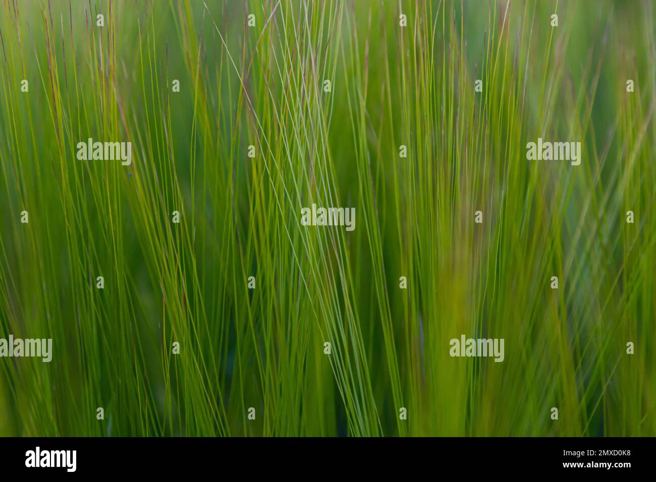 Green field of wheat texture wheat ear. natural background image Stock ...
