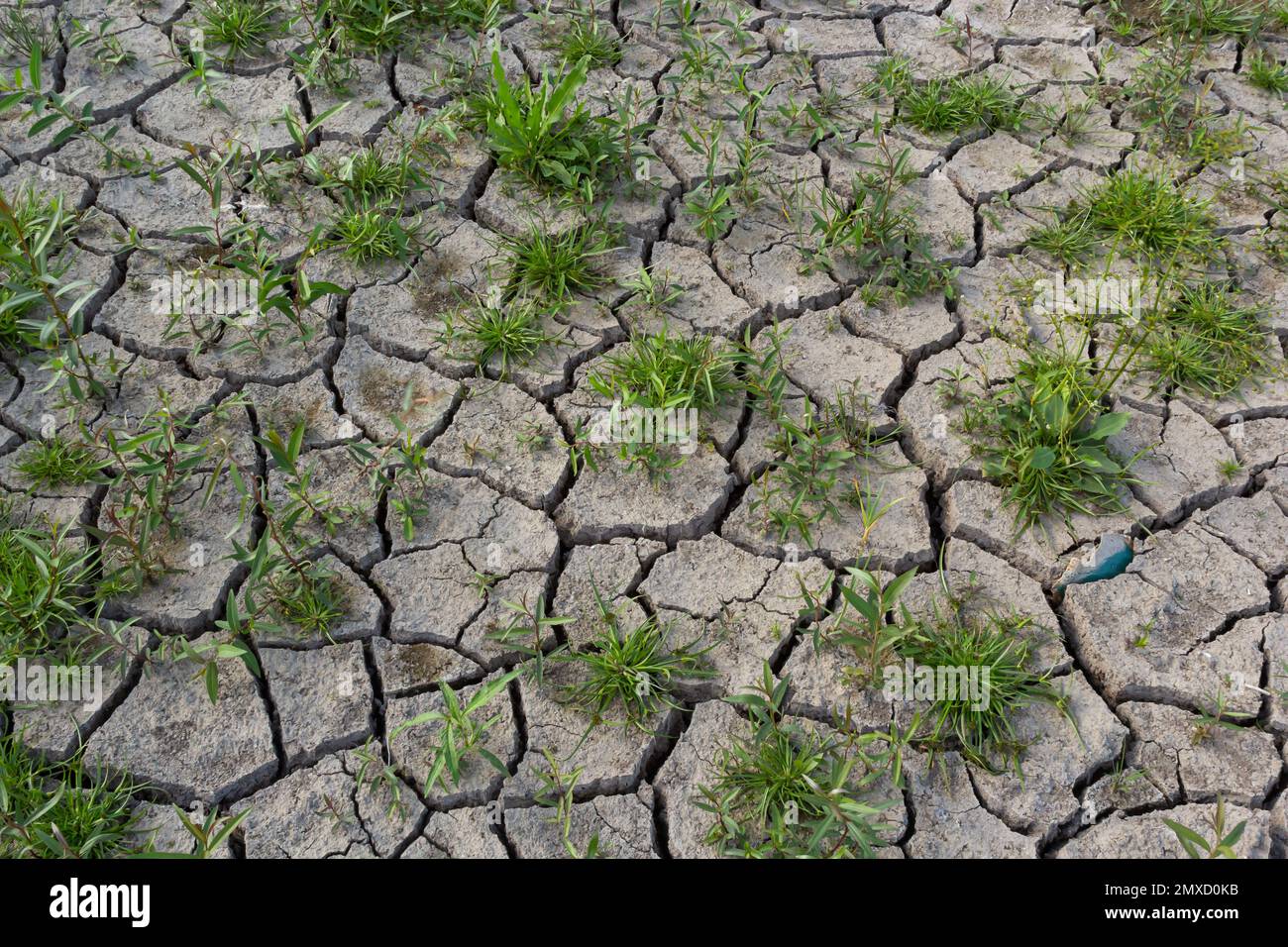 The concept of environmental restoration The growth of seedlings on ...