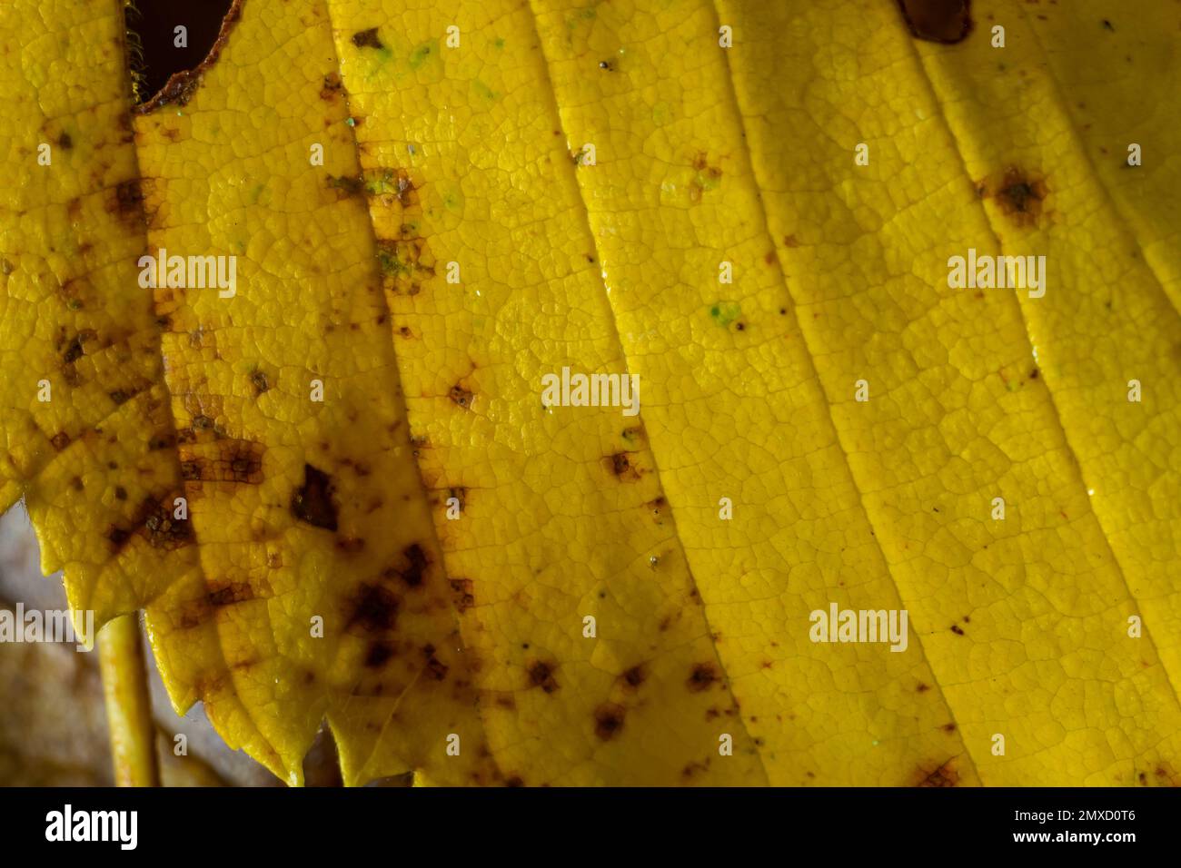Macro photo of a yellow leaf, colorful autumn foliage. Golden yellow leaf texture close up ...