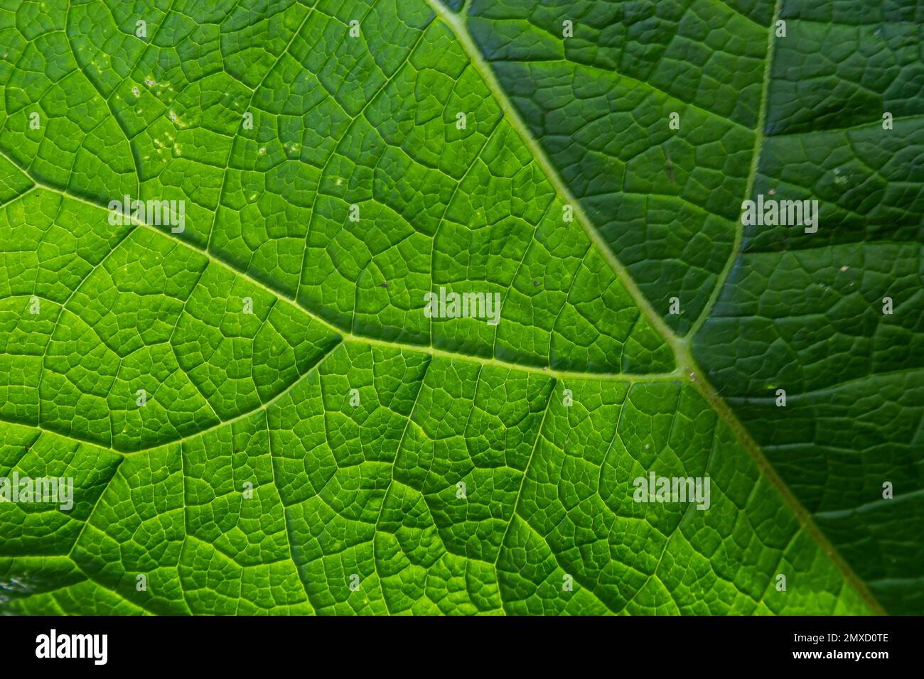 Abstract green leaves texture for background. Natural environment ...