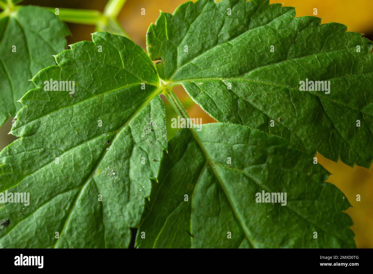 Abstract green leaves texture for background. Natural environment ...
