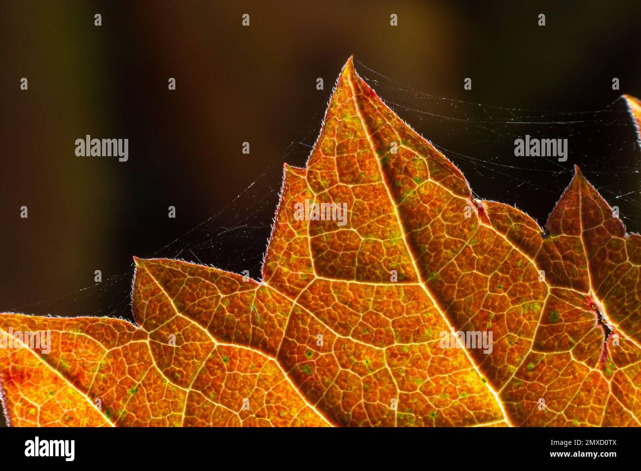 Macro photo of Autumn Foliage. Red Leaf texture close up. perfect for ...