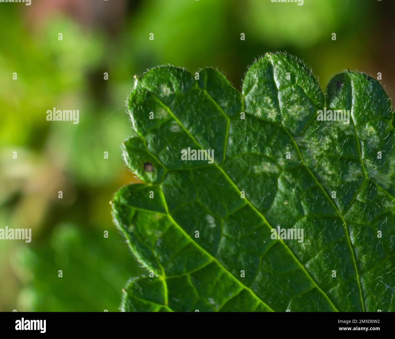 Abstract green leaves texture for background. Natural environment ...
