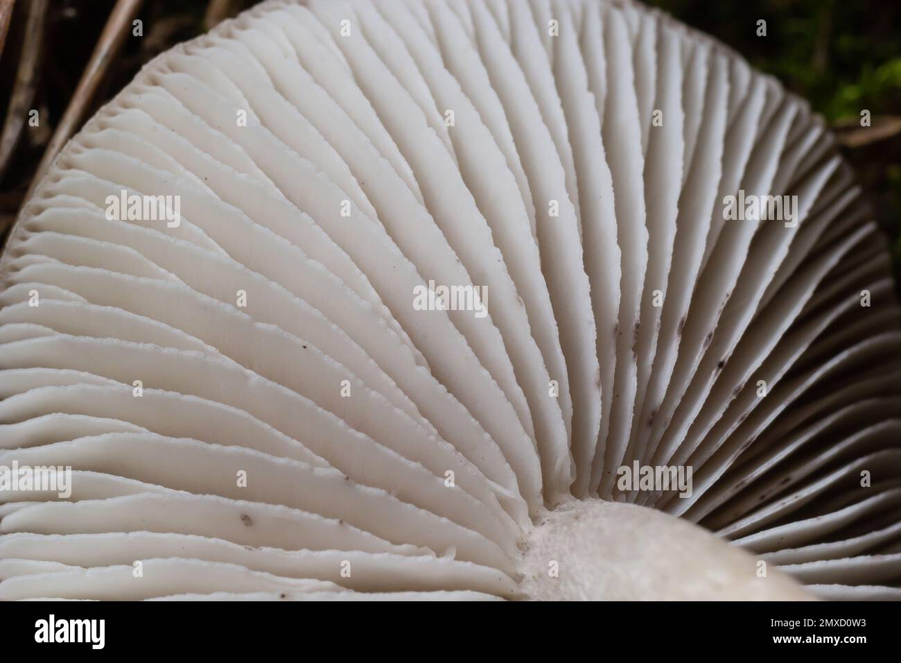 Champignon texture hi-res stock photography and images - Alamy