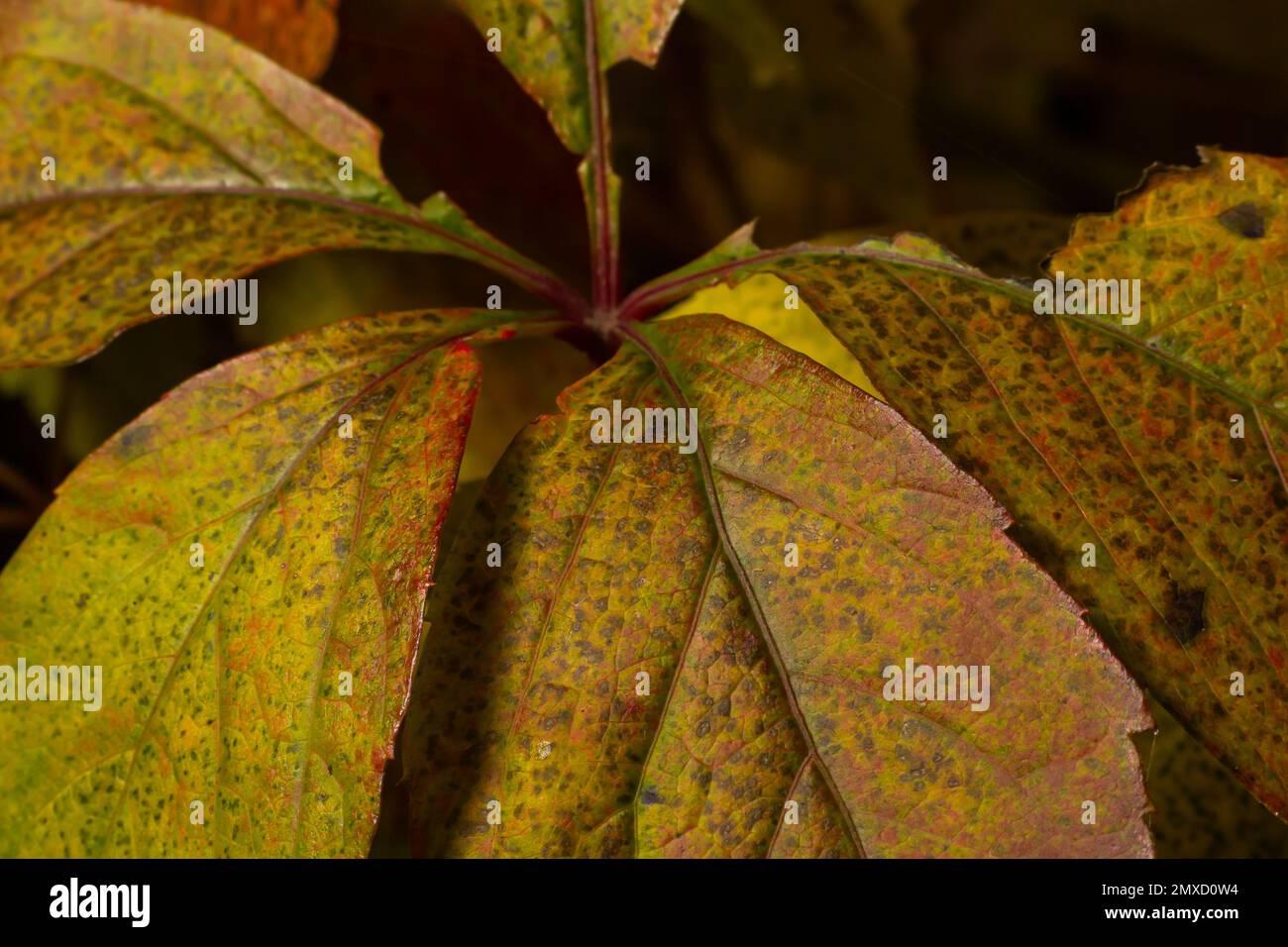 Macro photo of a yellow leaf, colorful autumn foliage. Golden yellow leaf texture close up ...