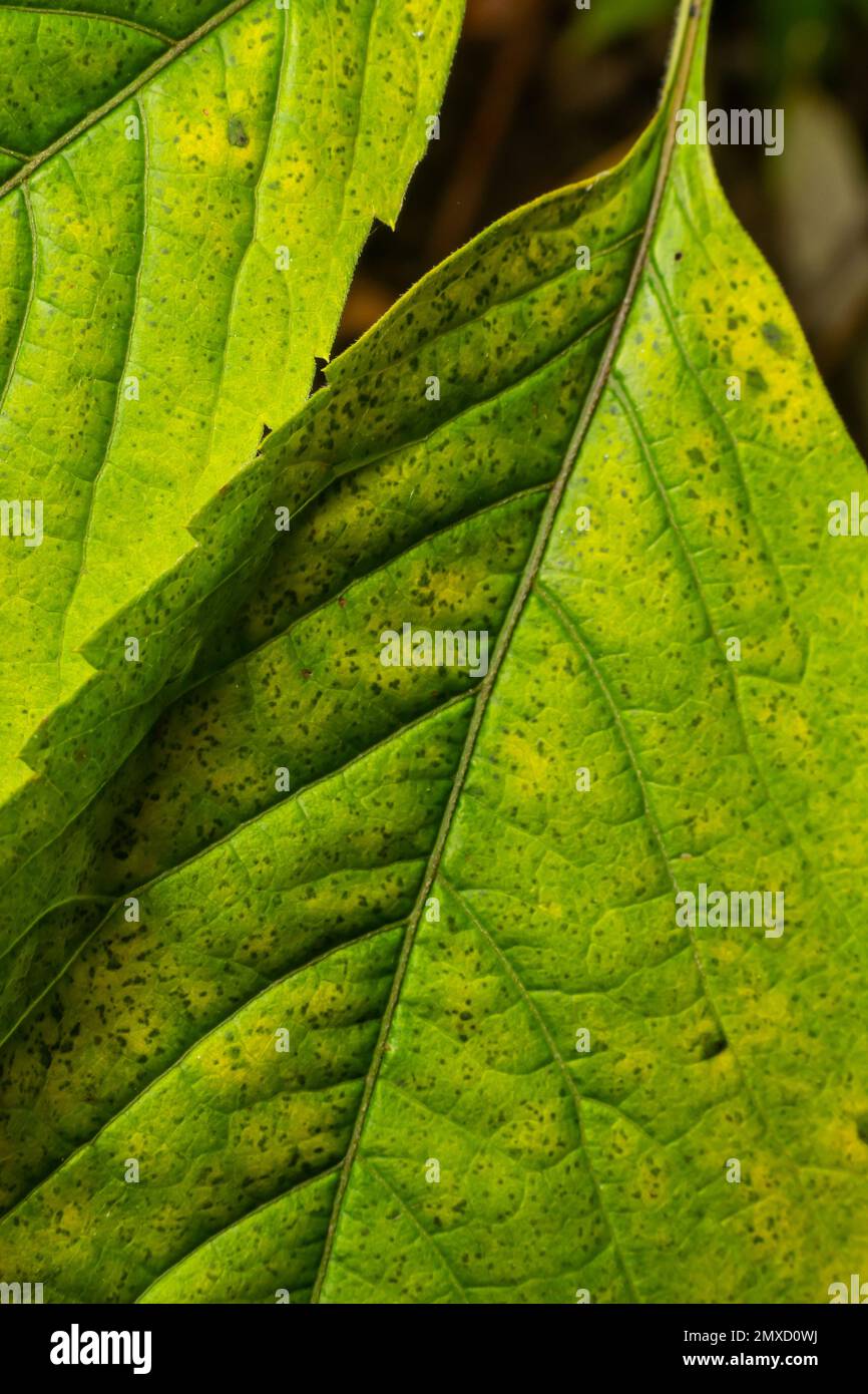 Abstract green leaves texture for background. Natural environment ...