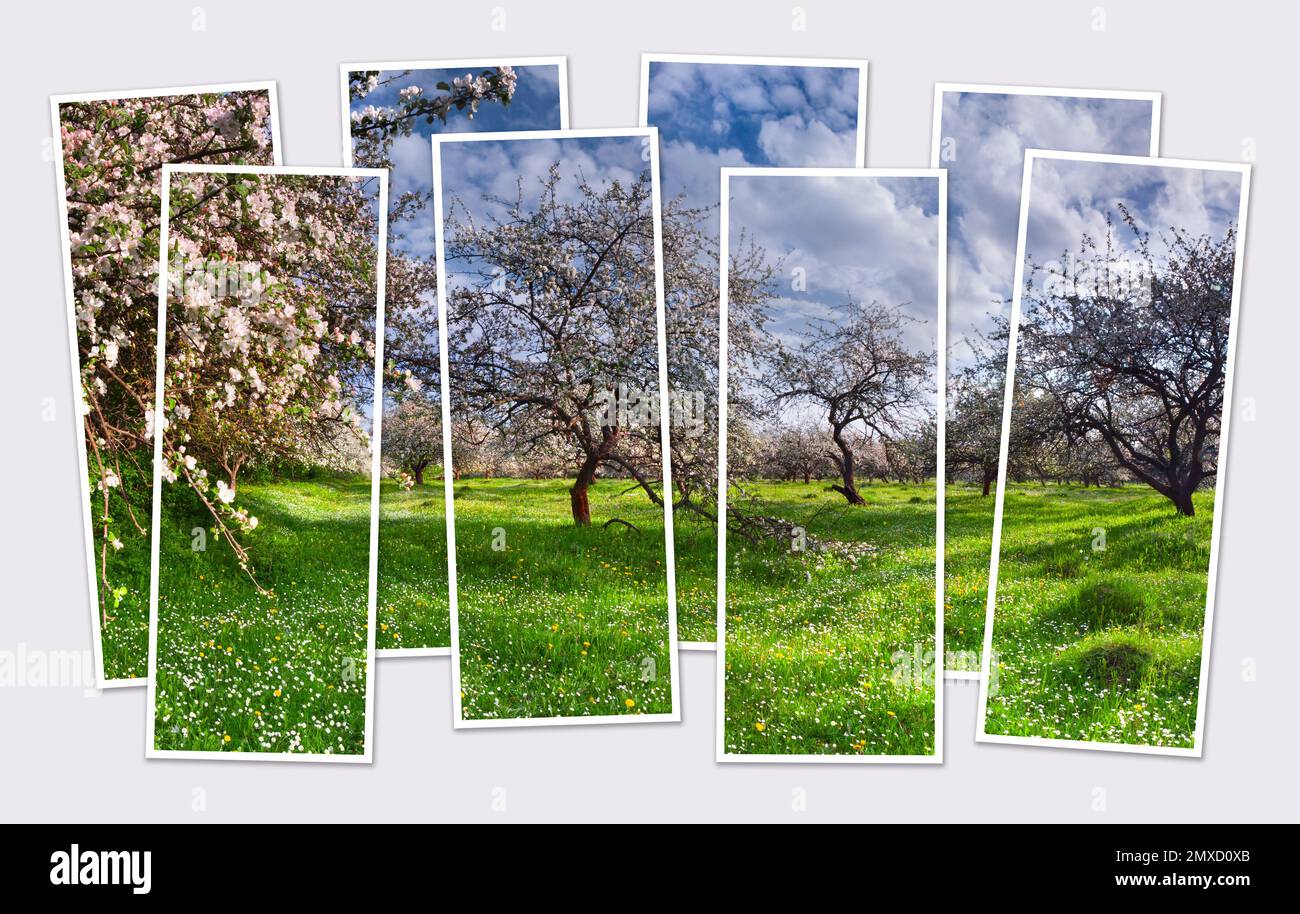 Isolated eight frames collage of picture of blooming apple-trees garden ...