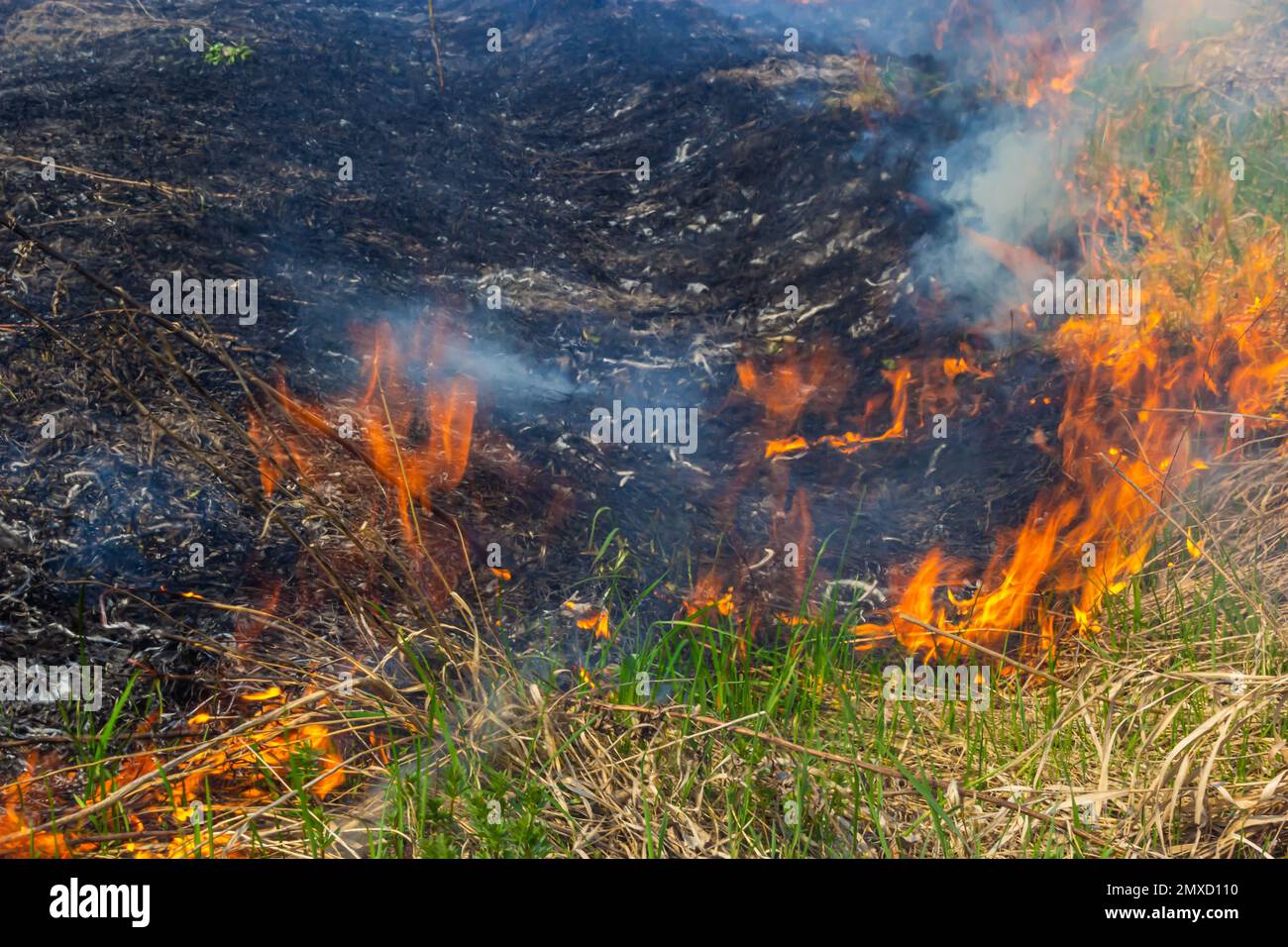 Burning old dry grass. Tongues red flame and burning dry yellowed grass ...